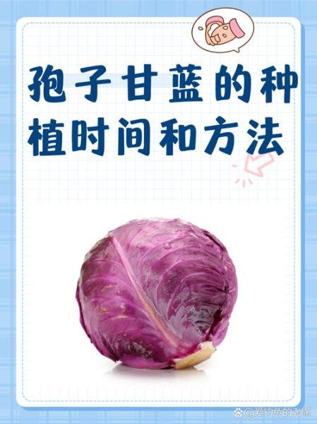 甘蓝菜什么时候种最合适_甘蓝菜种植方法步骤-第1张图片-山城妙识 甘蓝菜什么时候种最合适_甘蓝菜种植方法步骤-第1张图片-山城妙识