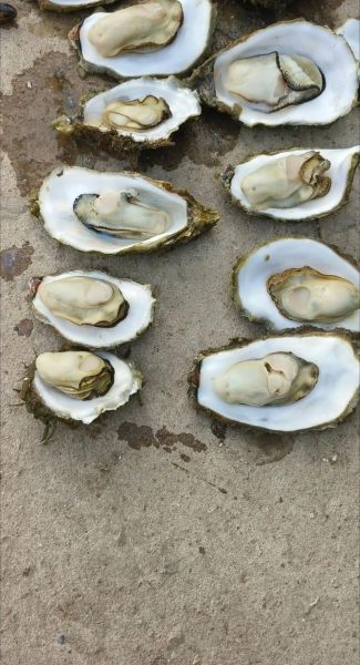 蚵仔是什么东西_蚵仔和牡蛎的区别-第2张图片-山城妙识 蚵仔是什么东西_蚵仔和牡蛎的区别-第2张图片-山城妙识