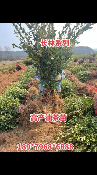 高产油茶苗哪个品种好_高产油茶苗怎么选-第2张图片-山城妙识