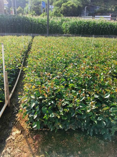 高产油茶苗哪个品种好_高产油茶苗怎么选-第1张图片-山城妙识