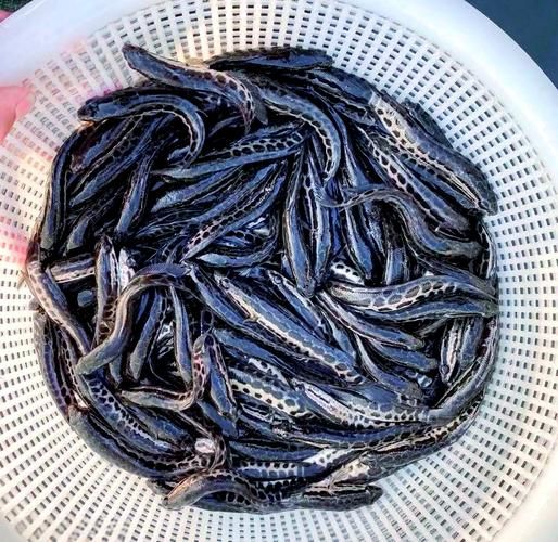 黑鱼长什么样子_黑鱼外形特征-第1张图片-山城妙识