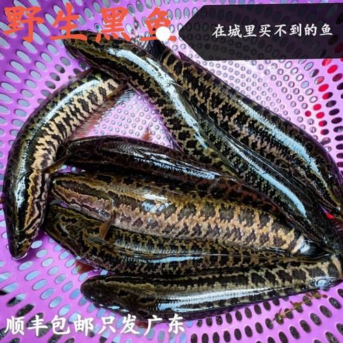 黑鱼长什么样子_黑鱼外形特征-第2张图片-山城妙识