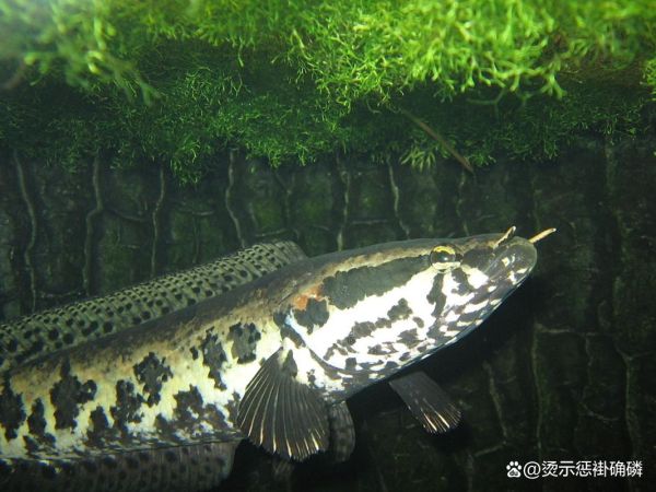 黑鱼长什么样子_黑鱼外形特征-第3张图片-山城妙识