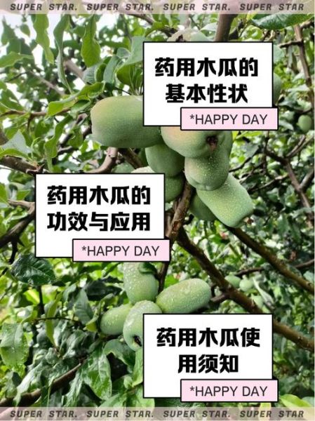 木瓜的功效与作用_木瓜主治哪些疾病-第1张图片-山城妙识
