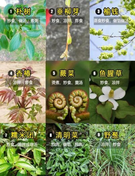 野菜有哪些_野菜图片怎么识别-第1张图片-山城妙识