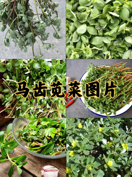 野菜有哪些_野菜图片怎么识别-第3张图片-山城妙识