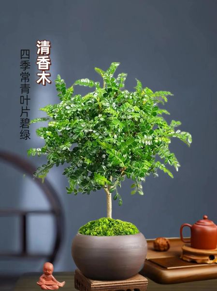 胡椒木和清香木的区别_哪个更适合室内养-第2张图片-山城妙识