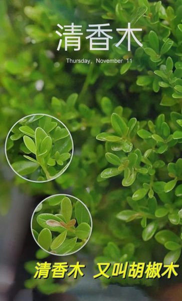 胡椒木和清香木的区别_哪个更适合室内养-第1张图片-山城妙识