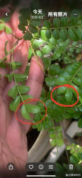 胡椒木和清香木的区别_哪个更适合室内养-第3张图片-山城妙识