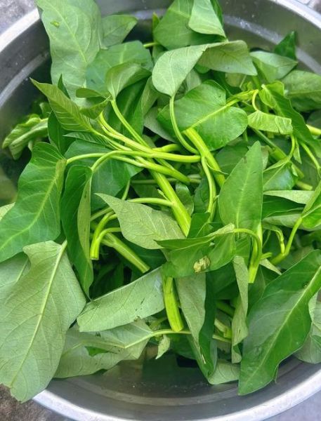 空心菜怎么炒才好吃_空心菜炒之前要焯水吗-第1张图片-山城妙识