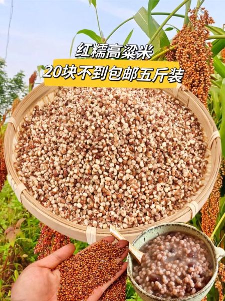 高粱米粥怎么熬_高粱米粥需要提前泡吗-第3张图片-山城妙识