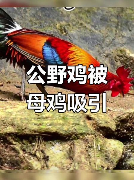 野山鸡叫声像什么_如何分辨公母-第1张图片-山城妙识