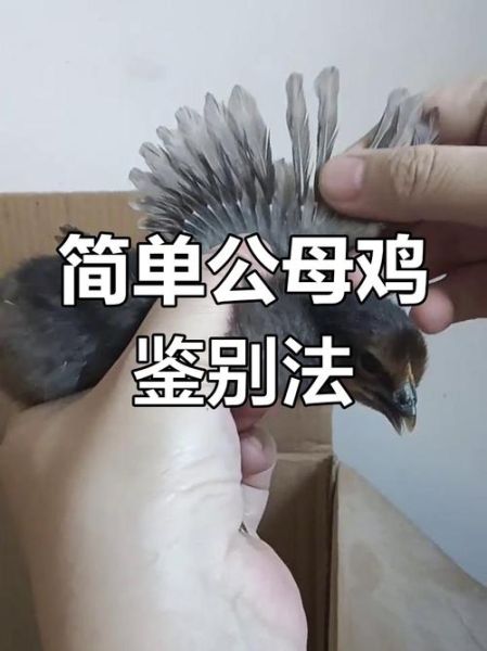 野山鸡叫声像什么_如何分辨公母-第3张图片-山城妙识