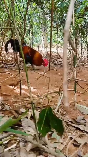 野山鸡叫声像什么_如何分辨公母-第2张图片-山城妙识