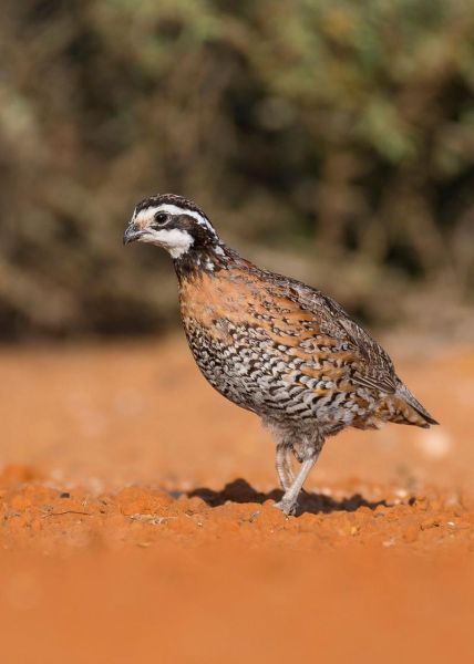 鹌鹑鸟图片怎么拍_鹌鹑鸟图片高清大全-第1张图片-山城妙识