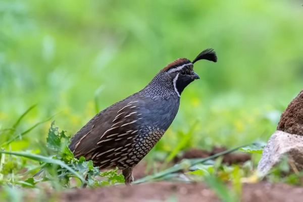 鹌鹑鸟图片怎么拍_鹌鹑鸟图片高清大全-第2张图片-山城妙识