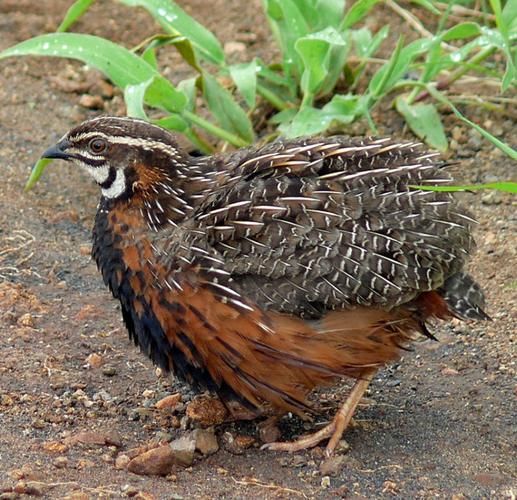 鹌鹑鸟图片怎么拍_鹌鹑鸟图片高清大全-第3张图片-山城妙识