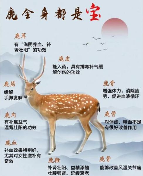 鹿鞭的功效与作用_鹿鞭的禁忌有哪些-第1张图片-山城妙识