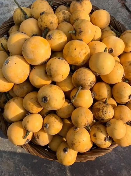 野枇杷长什么样_野枇杷能吃吗-第1张图片-山城妙识