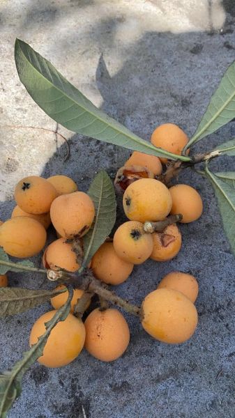 野枇杷长什么样_野枇杷能吃吗-第3张图片-山城妙识