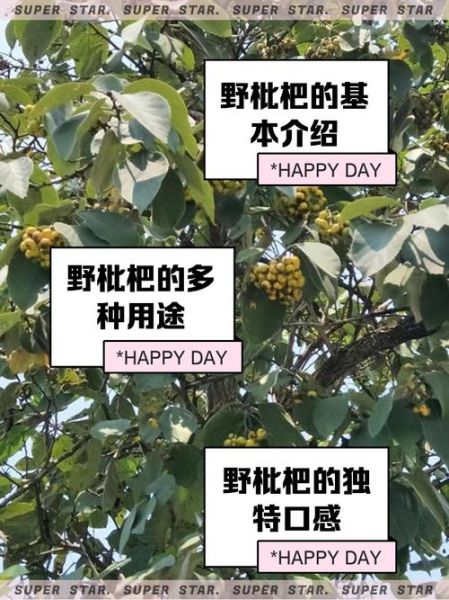 野枇杷长什么样_野枇杷能吃吗-第2张图片-山城妙识