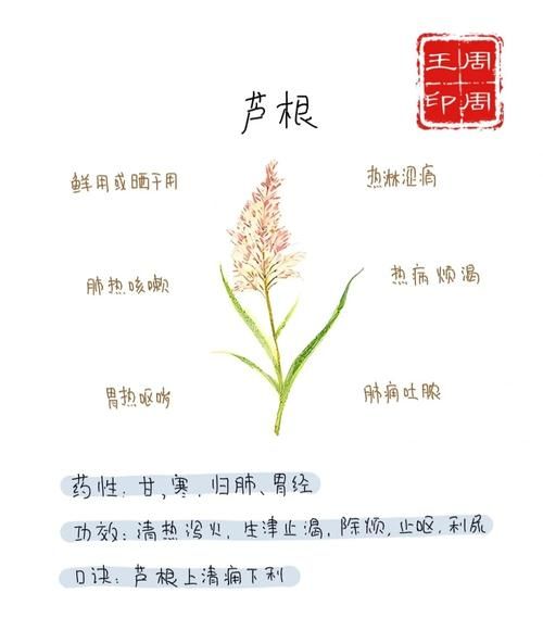 鲜芦根的功效与作用_鲜芦根怎么泡水喝-第1张图片-山城妙识