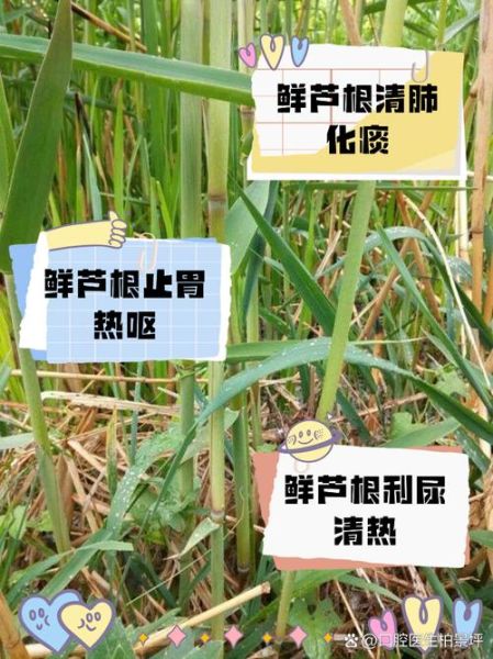 鲜芦根的功效与作用_鲜芦根怎么泡水喝-第2张图片-山城妙识