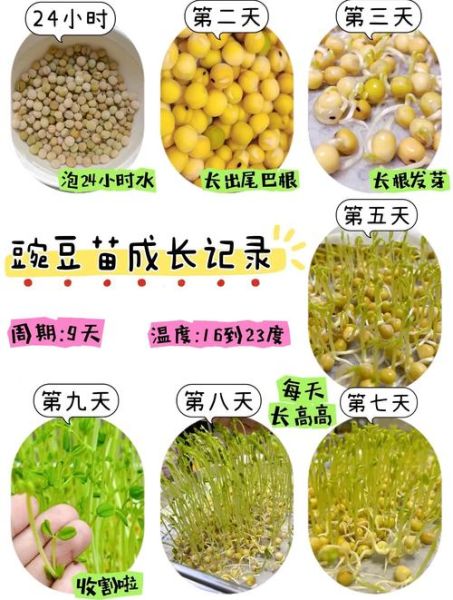 豌豆芽怎么种_豌豆芽营养价值高吗-第1张图片-山城妙识
