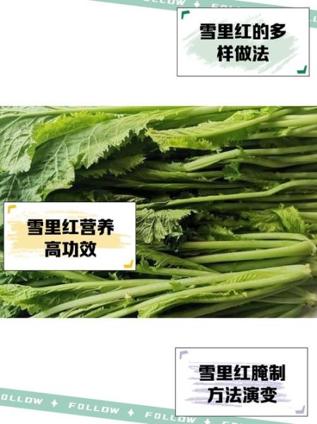 雪里红菜怎么腌制_雪里红菜的营养价值-第2张图片-山城妙识
