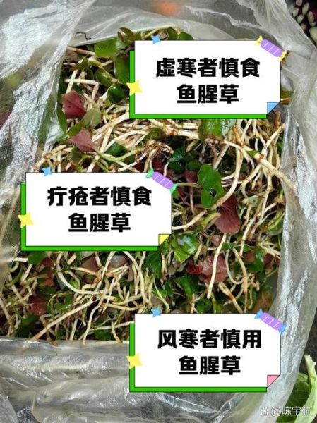 鱼腥草不能和什么一起吃_鱼腥草吃法大忌有哪些-第1张图片-山城妙识 鱼腥草不能和什么一起吃_鱼腥草吃法大忌有哪些-第1张图片-山城妙识
