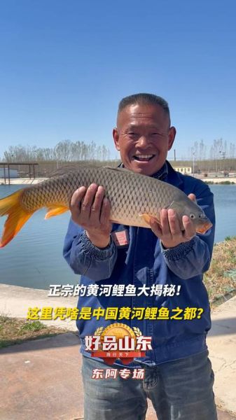 黄河鲤鱼多少钱一斤_正宗黄河鲤鱼价格-第1张图片-山城妙识