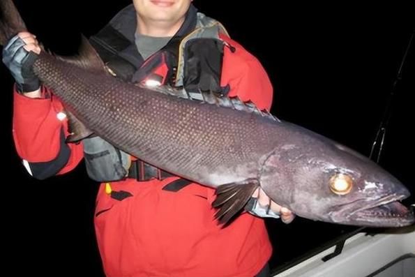 蛇鳕鱼是什么鱼_蛇鳕鱼图片长什么样-第3张图片-山城妙识