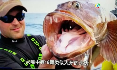 蛇鳕鱼是什么鱼_蛇鳕鱼图片长什么样-第1张图片-山城妙识