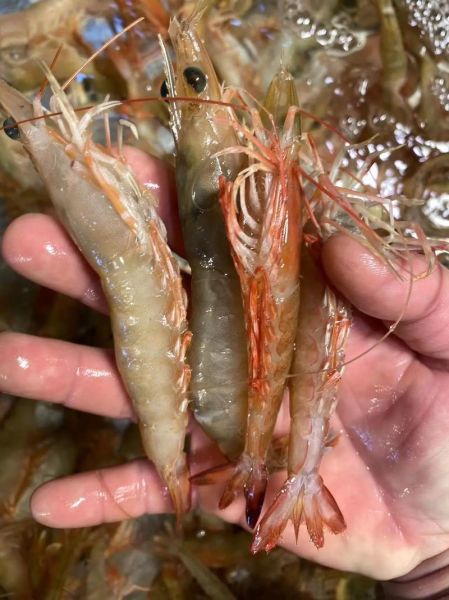 麻虾怎么做好吃_麻虾产地在哪里-第1张图片-山城妙识