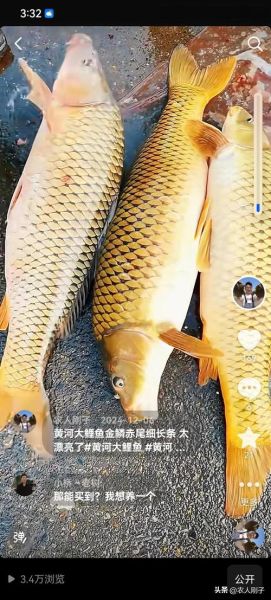 黄河鲤鱼多少钱一斤_正宗黄河鲤鱼价格-第2张图片-山城妙识