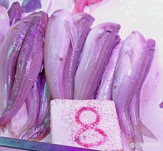 蛇鳕鱼是什么鱼_蛇鳕鱼图片长什么样-第2张图片-山城妙识