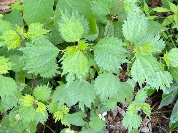 野线麻叶图片长什么样_野线麻叶图片怎么辨别-第1张图片-山城妙识