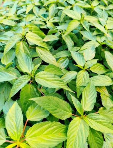 野线麻叶图片长什么样_野线麻叶图片怎么辨别-第3张图片-山城妙识