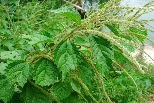 野线麻叶图片长什么样_野线麻叶图片怎么辨别-第2张图片-山城妙识