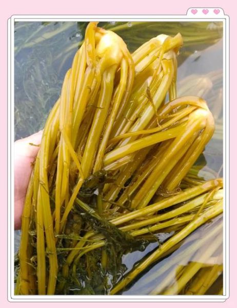 雪里红怎么腌制最好吃_雪里红腌制配方比例-第3张图片-山城妙识