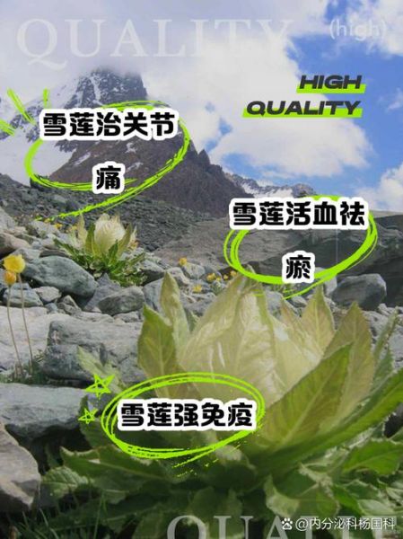 冰山雪莲的功效与作用_冰山雪莲怎么吃效果最好-第1张图片-山城妙识