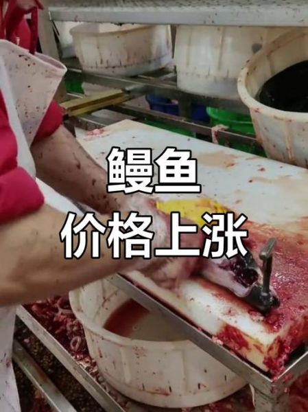 鳗鱼价格是多少钱一斤_鳗鱼多少钱一斤2024-第2张图片-山城妙识
