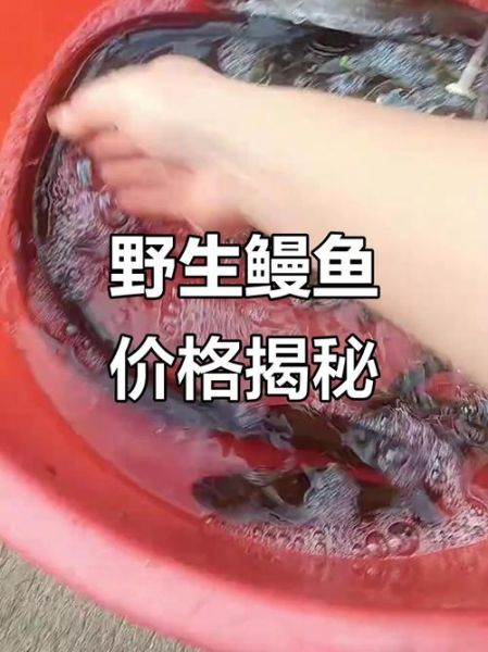 鳗鱼价格是多少钱一斤_鳗鱼多少钱一斤2024-第3张图片-山城妙识