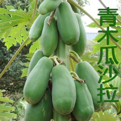 青木瓜沙拉怎么做_青木瓜沙拉热量高吗-第2张图片-山城妙识