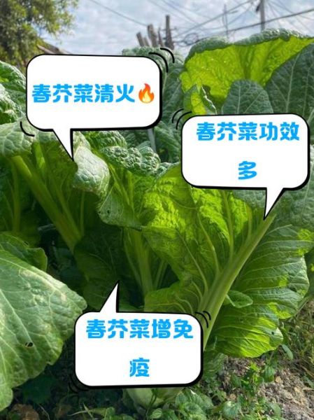 芥菜的功效与作用_芥菜的禁忌人群有哪些-第1张图片-山城妙识