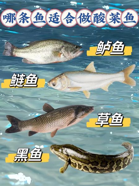 鳙鱼和鲢鱼的区别图片_如何一眼分辨胖头鱼与白鲢-第3张图片-山城妙识 鳙鱼和鲢鱼的区别图片_如何一眼分辨胖头鱼与白鲢-第3张图片-山城妙识