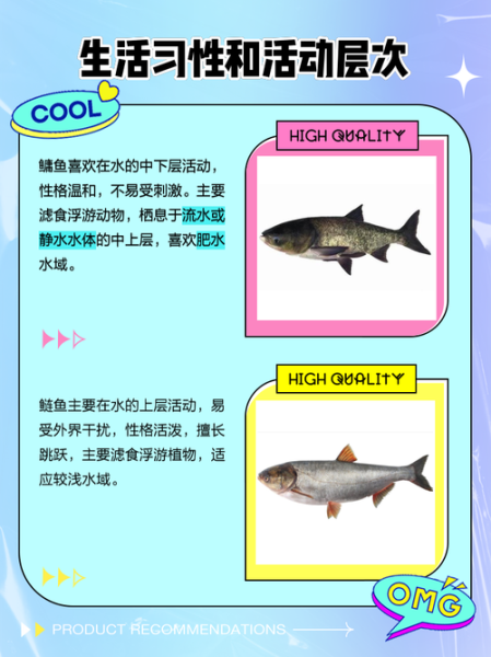 鳙鱼和鲢鱼的区别图片_如何一眼分辨胖头鱼与白鲢-第2张图片-山城妙识 鳙鱼和鲢鱼的区别图片_如何一眼分辨胖头鱼与白鲢-第2张图片-山城妙识