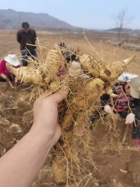黄精多少钱一斤_黄精价格行情-第3张图片-山城妙识