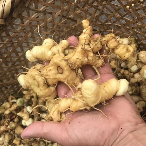 黄精多少钱一斤_黄精价格行情-第1张图片-山城妙识