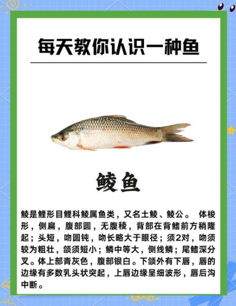 鲮鱼是海鱼还是淡水鱼_鲮鱼适合在哪些水域生存-第1张图片-山城妙识